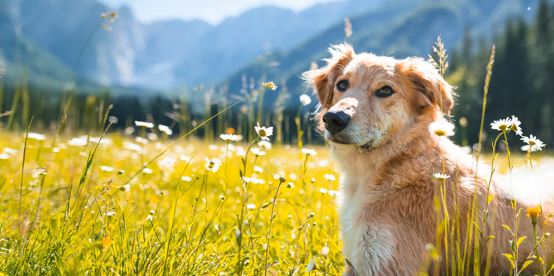 Vet Clinic in Cedar City & Southern Utah, UT | Cedar Veterinary Clinic